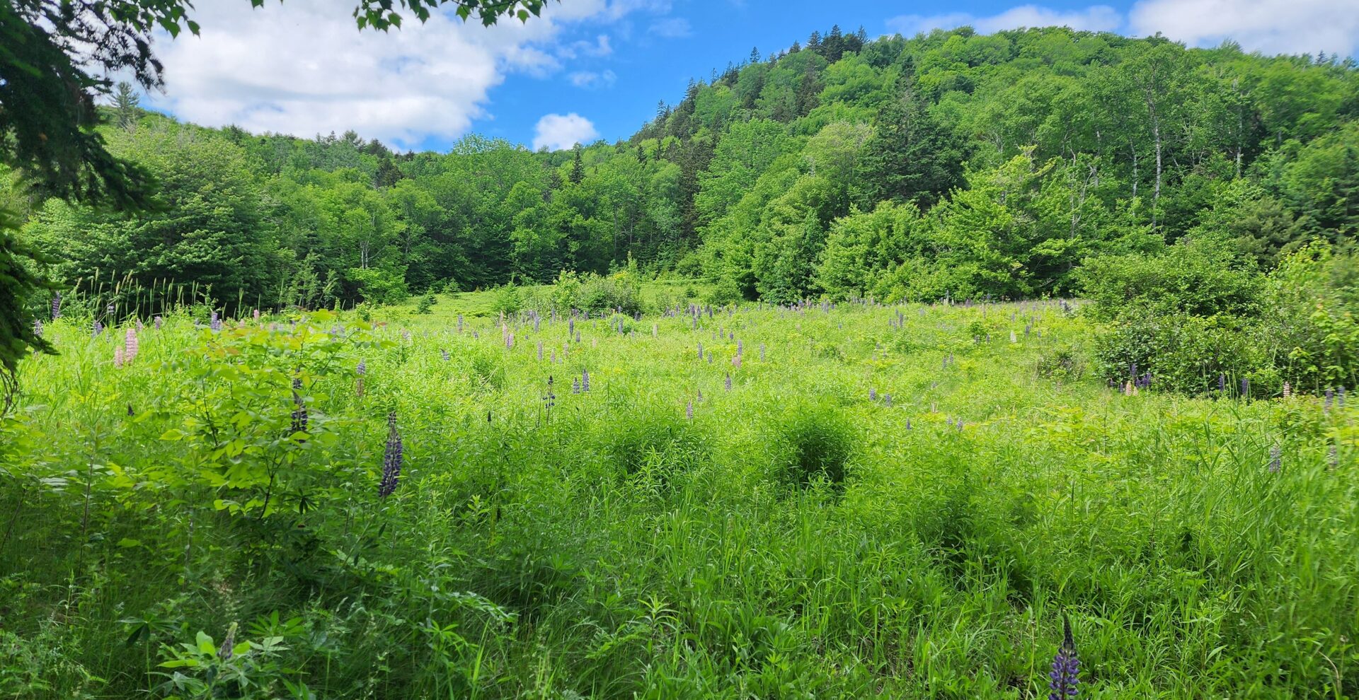 Tyng Hill - Historic Places Days